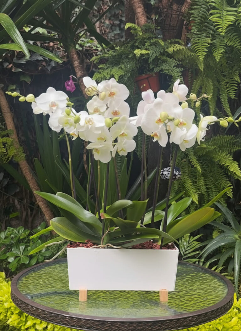 Arreglos Florales Con Orquideas | Flores Elegantes | Envío CDMX 1