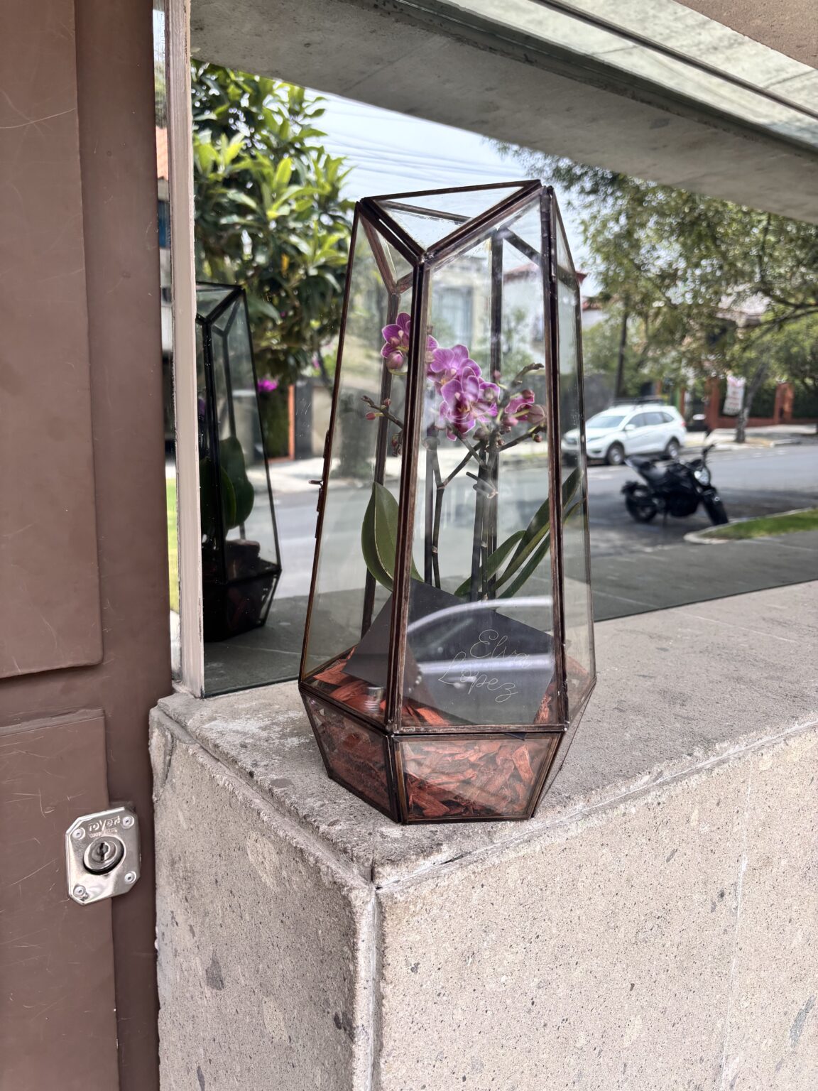 Florerías En Polanco | Envío De Orquídeas De Lujo En CDMX